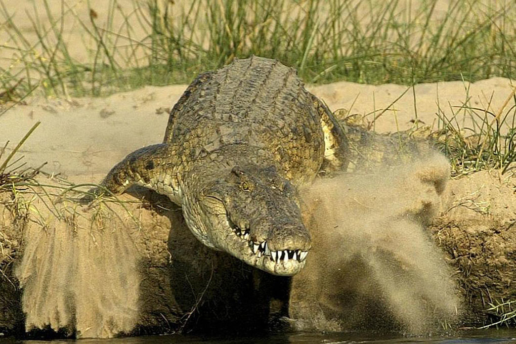 Safari Crew Tanzania, african safari specialist – Safari Crew Tanzania